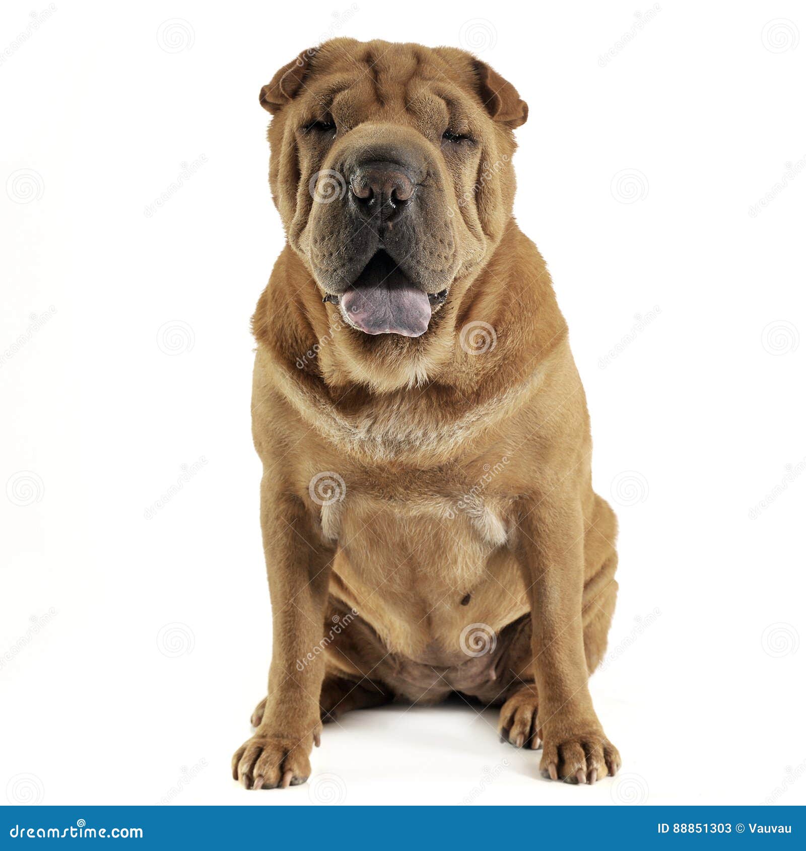 Shar Pei Sitting in White Studio and Looking into the Camera Stock ...