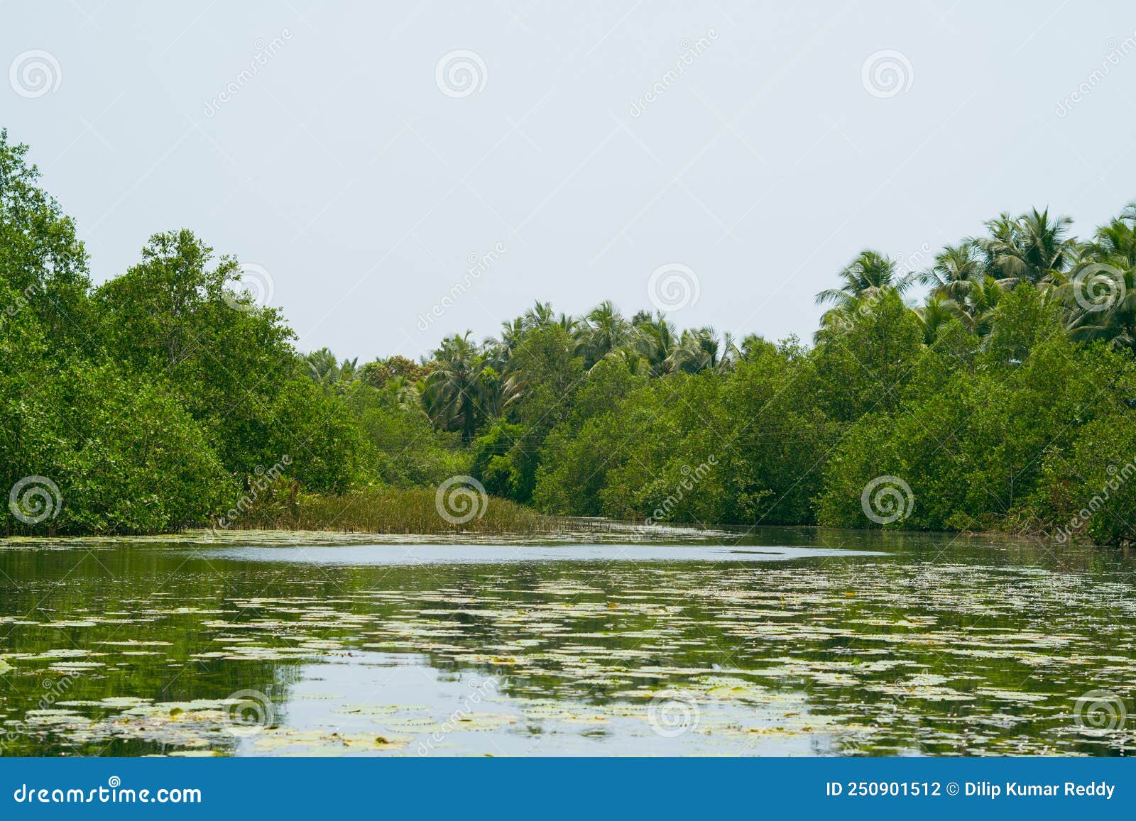 Sharavati Back Water in Karnataka Stock Photo - Image of reef, scenic ...