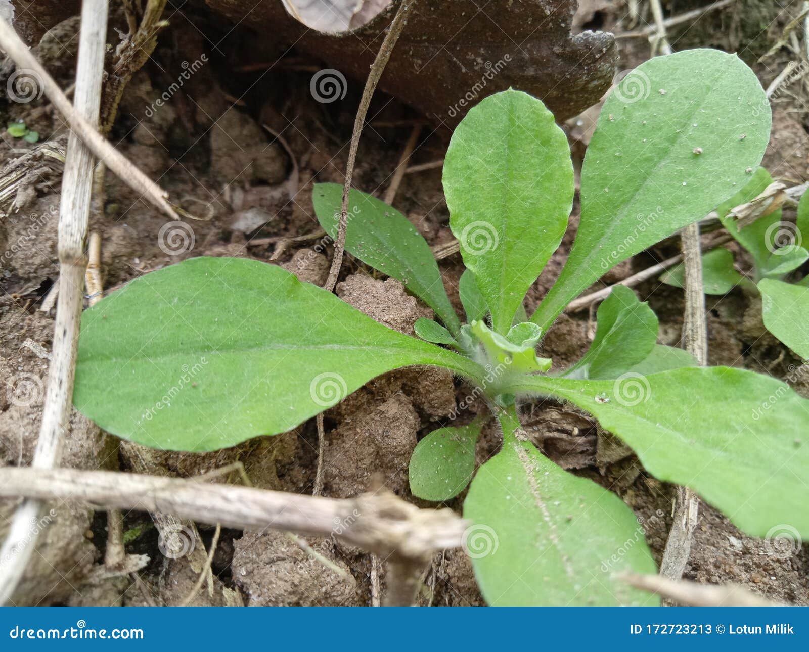 Sharb stock image. Image of plant, nature, beautiful - 172723213