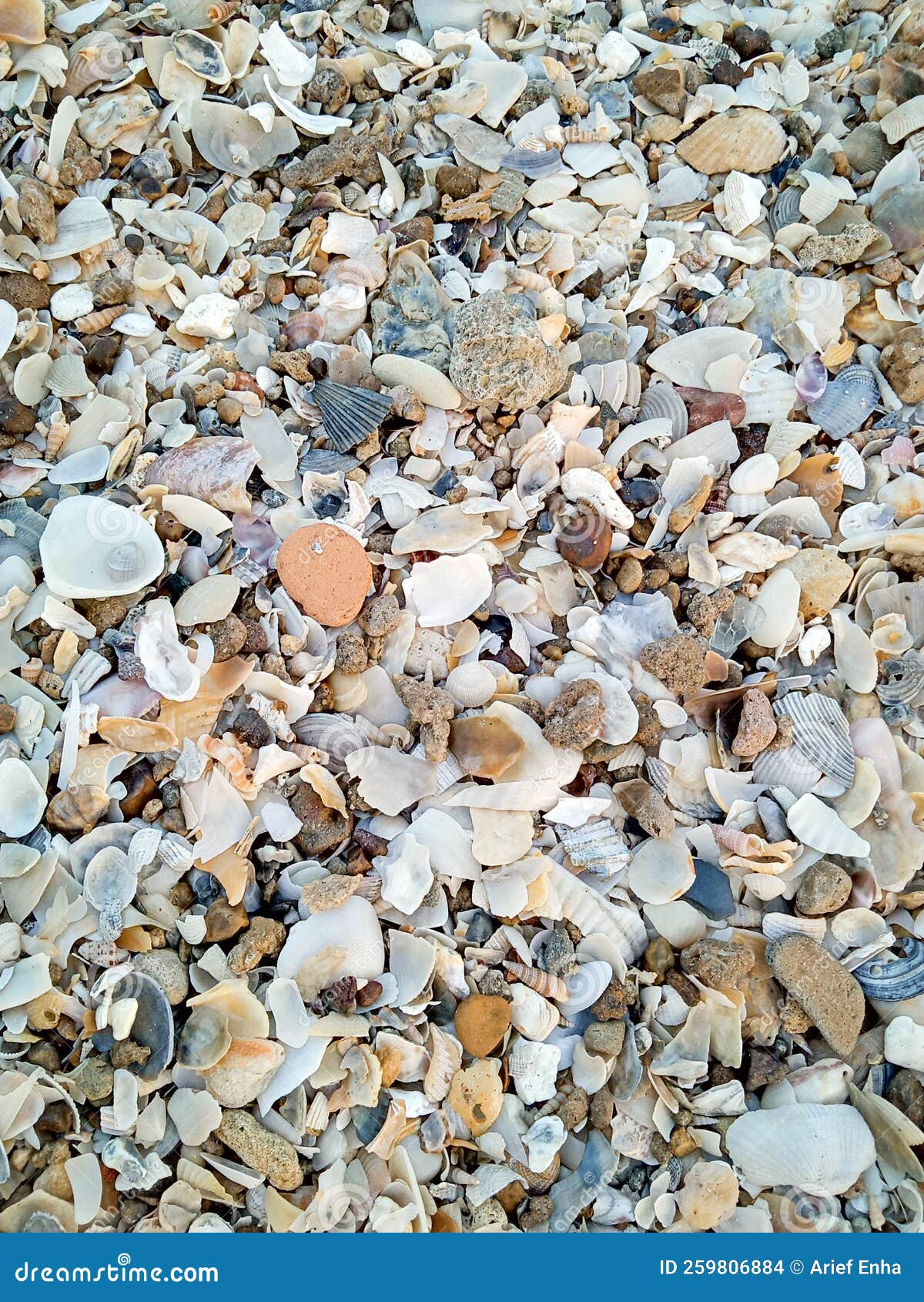 Shards of Rock and Shells on the Beach Stock Photo - Image of pebble ...