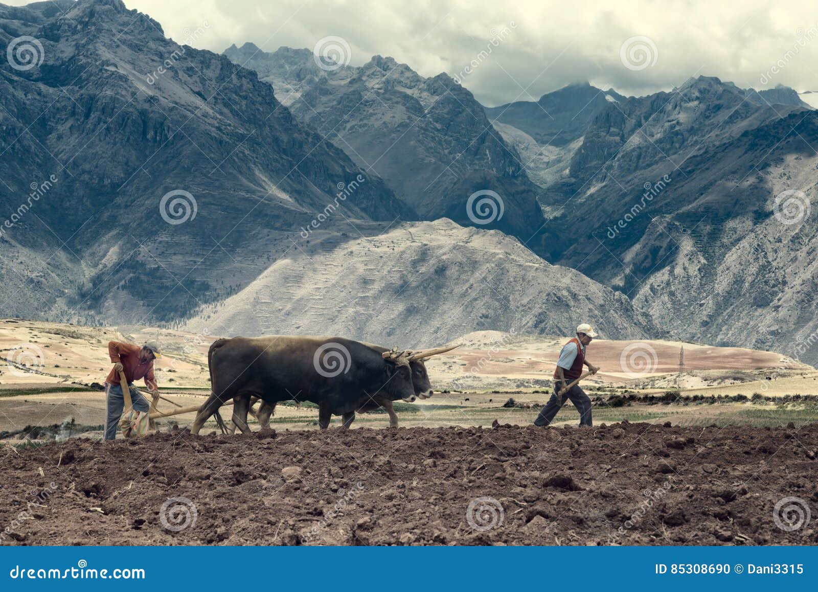 Sharecroppers Plowing a Field for Potatoes, Urubamba Valley, Peru ...