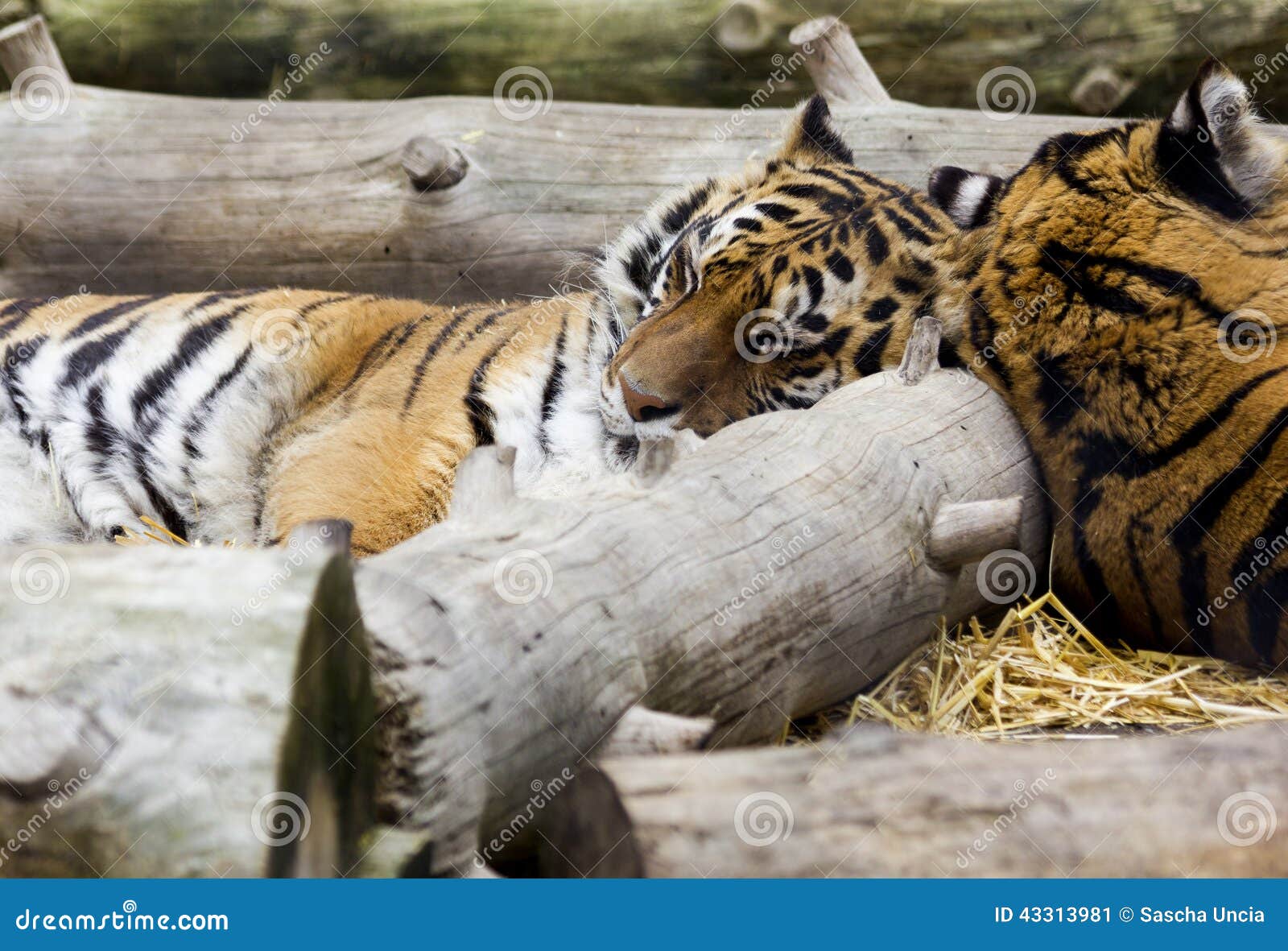 A Shared Nap stock image. Image of tails, tiger, tales - 43313981