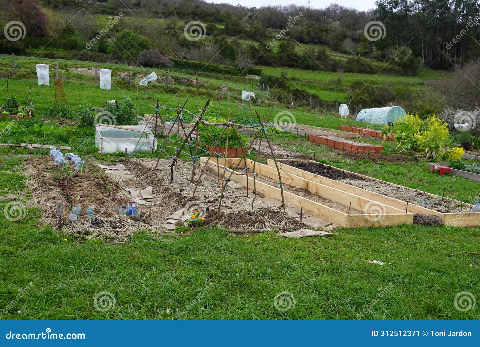Shared Vegetable Gardens in the City. Different Types of Cultivation in ...