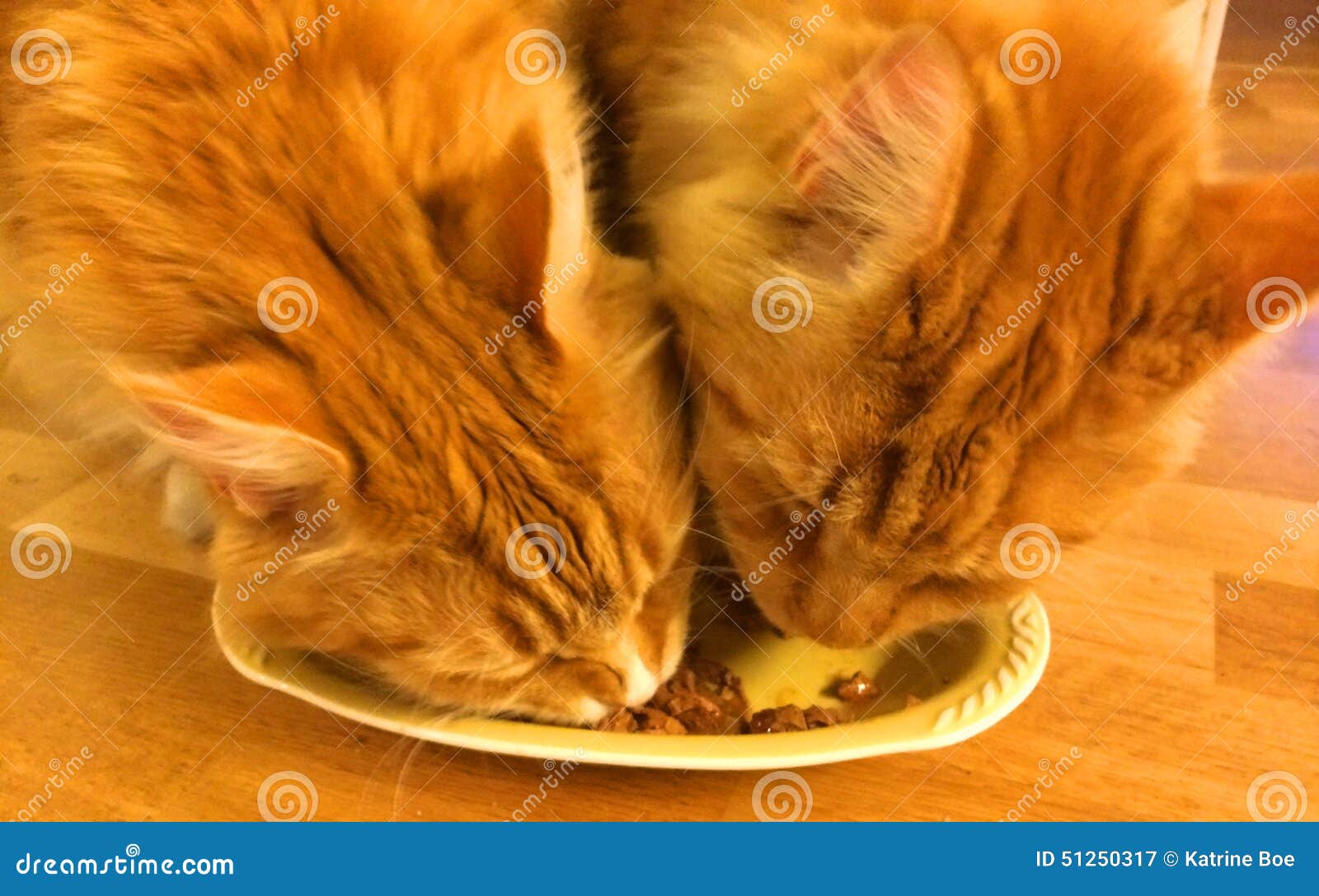 Sharing is caring stock image. Image of happiness, caring - 51250317