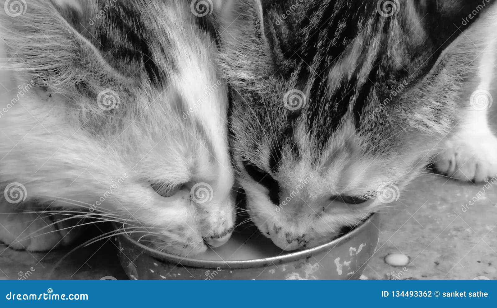 Sharing is caring stock photo. Image of caring, sharing - 134493362
