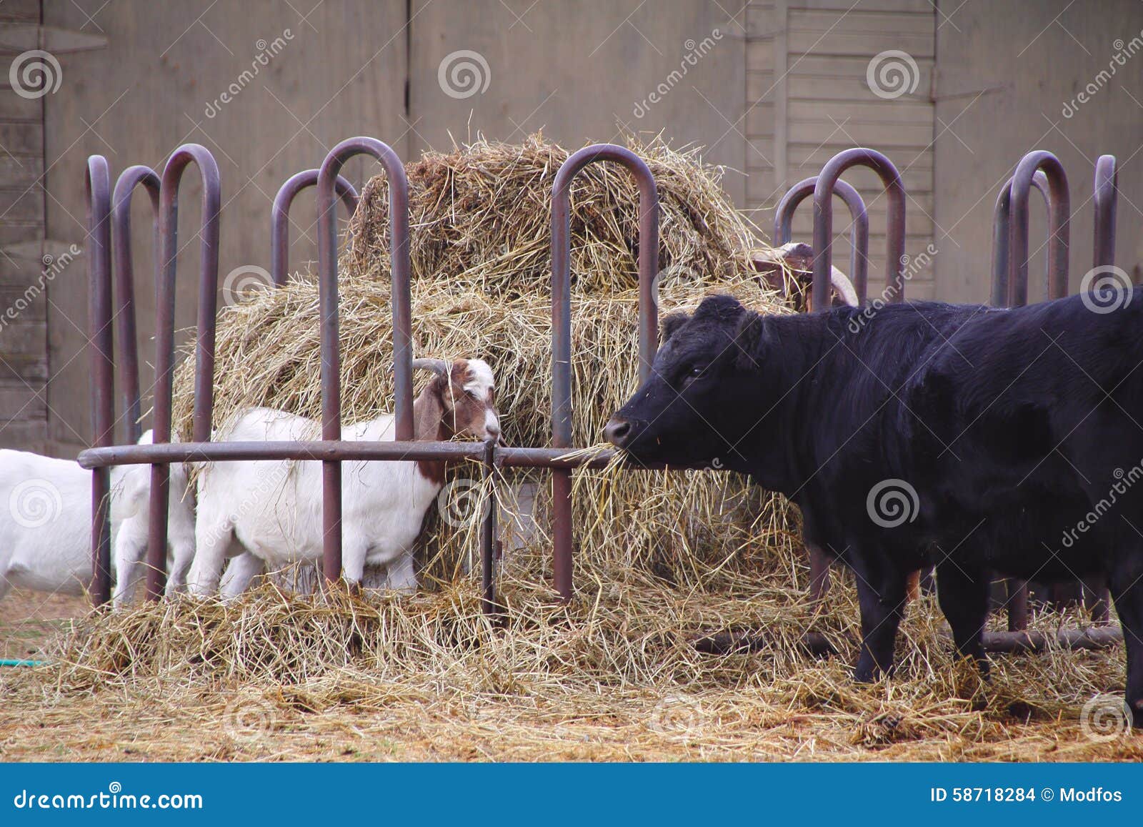 Sharing the Feed stock photo. Image of together, white - 58718284