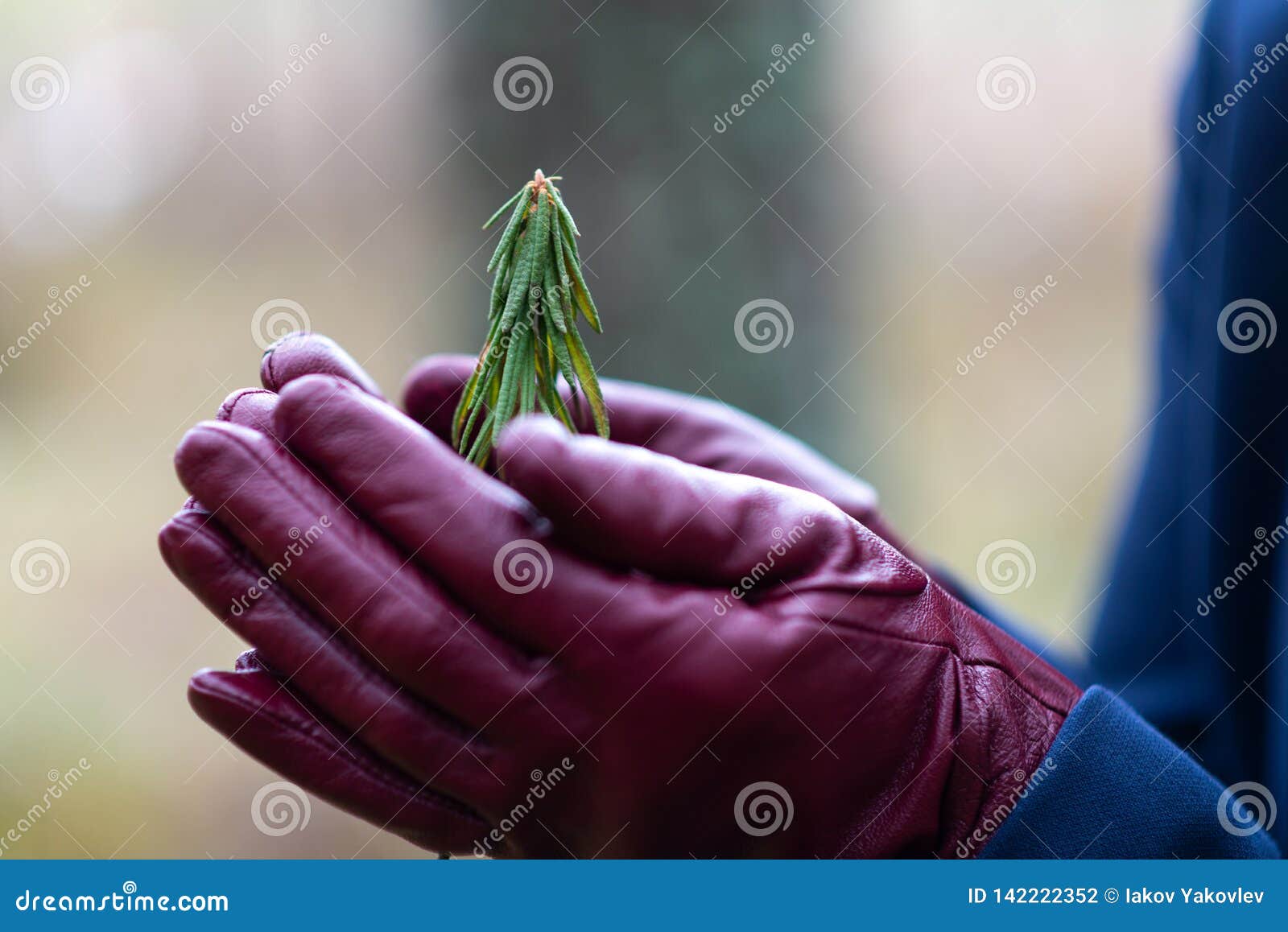 Sharing Hope. Hugging Hands Plant in the Forest Stock Photo - Image of ...