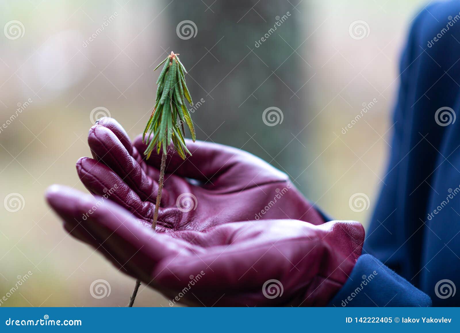 Sharing Hope. Hugging Hands Plant in the Forest Stock Image - Image of ...