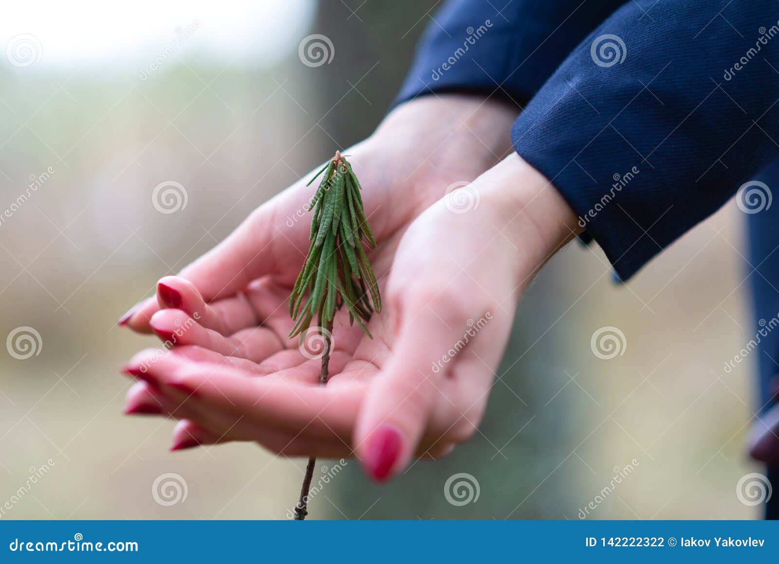 Sharing Hope. Hugging Hands Plant in the Forest Stock Photo - Image of ...