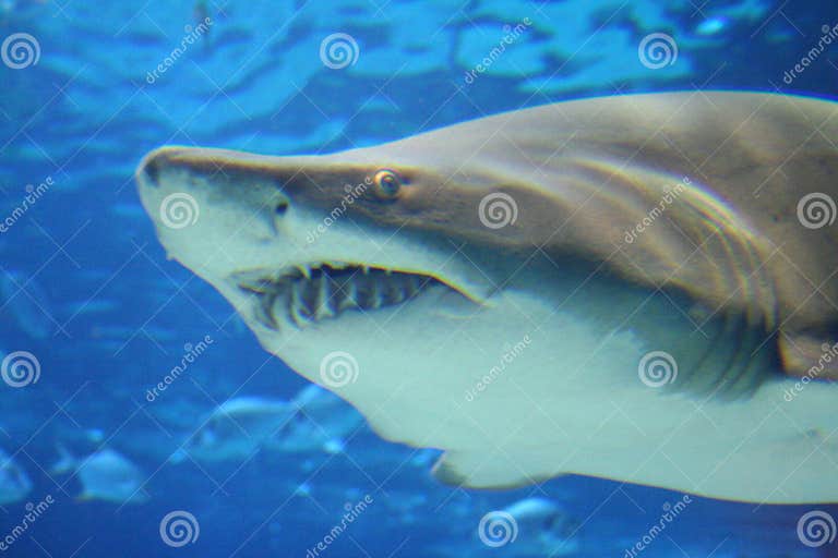 Shark stock photo. Image of hunter, claws, underwater - 1252388