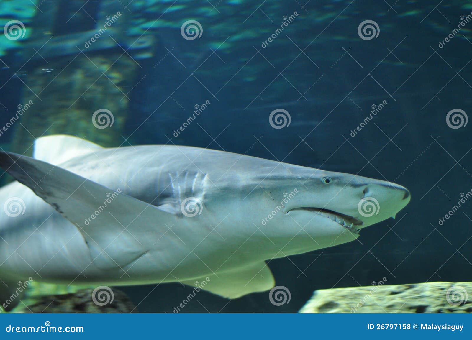 Shark 2 stock photo. Image of fish, undeerwater, ocean - 26797158