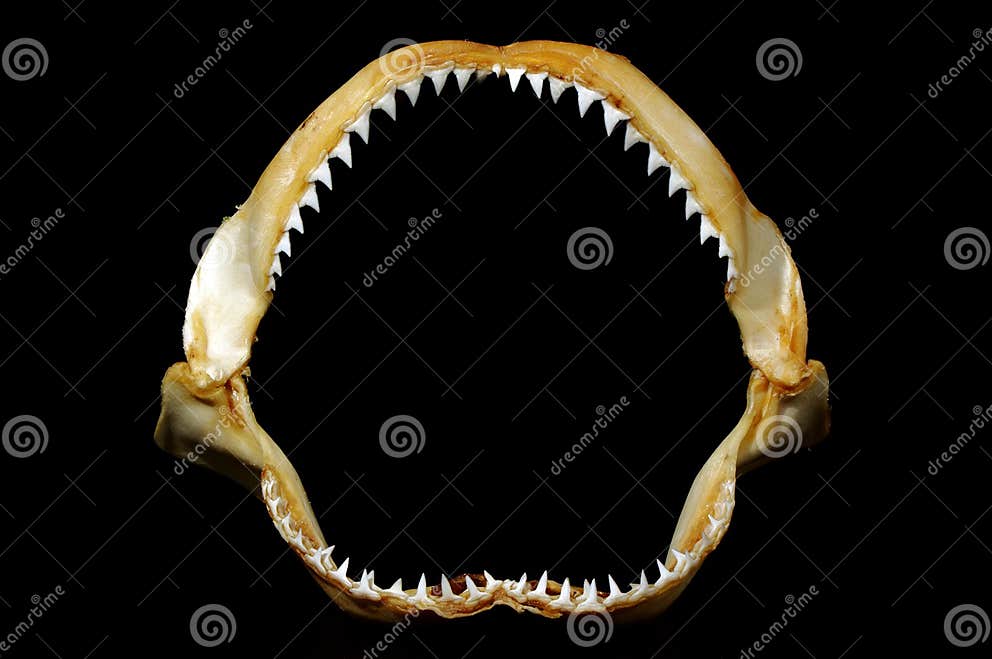 Shark stock image. Image of mouth, skeleton, scary, tooth - 21421945