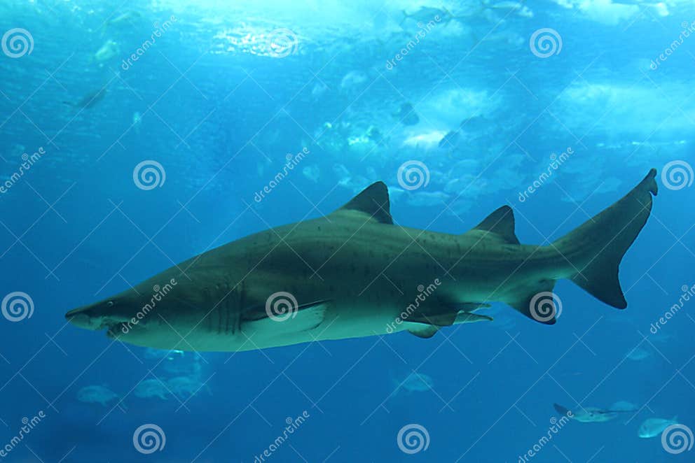 Shark stock image. Image of travel, regal, stripe, water - 232439
