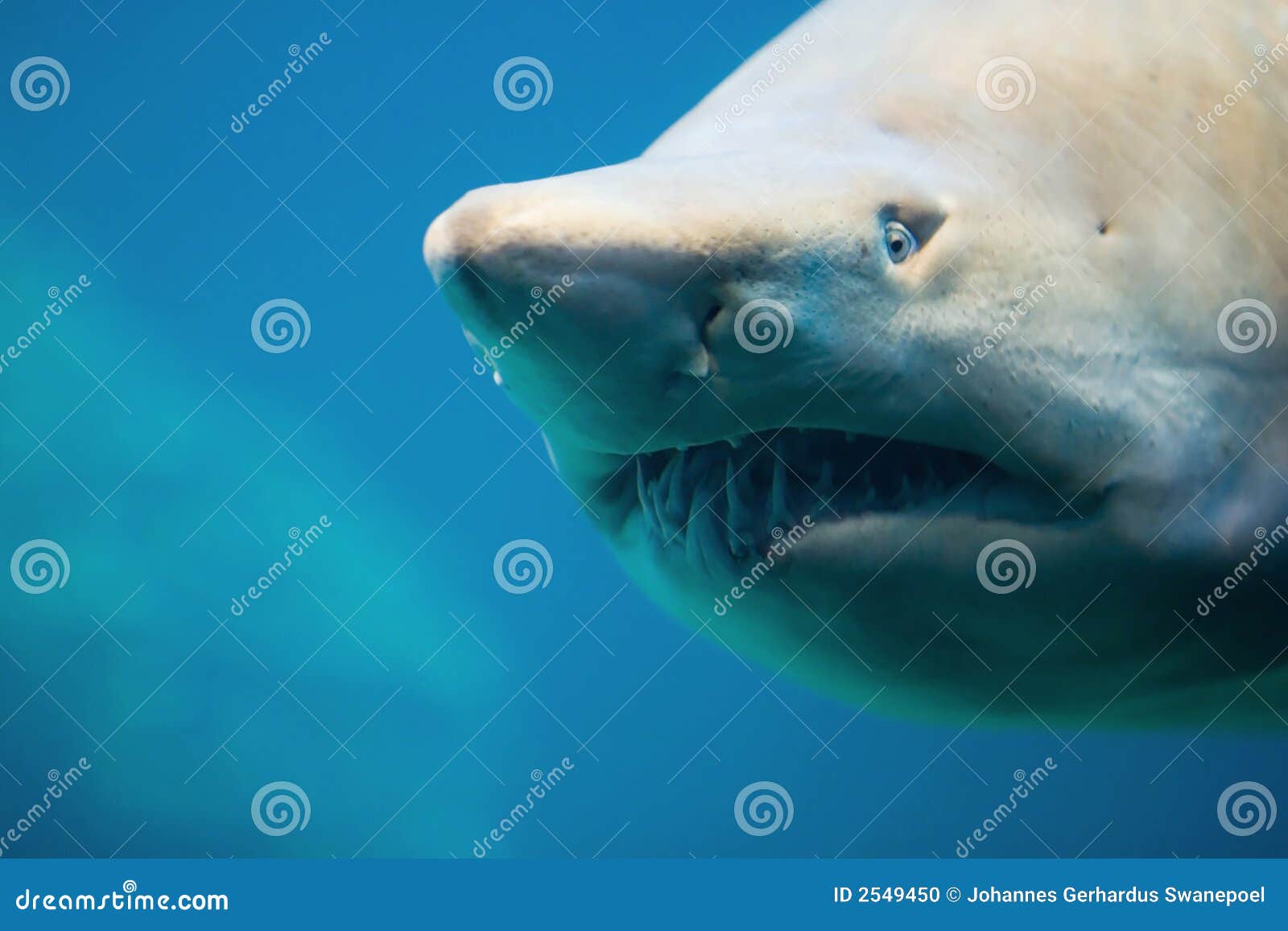 Shark stock photo. Image of fearsome, scary, impressive - 2549450