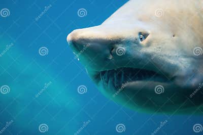 Shark stock photo. Image of fearsome, scary, impressive - 2549450