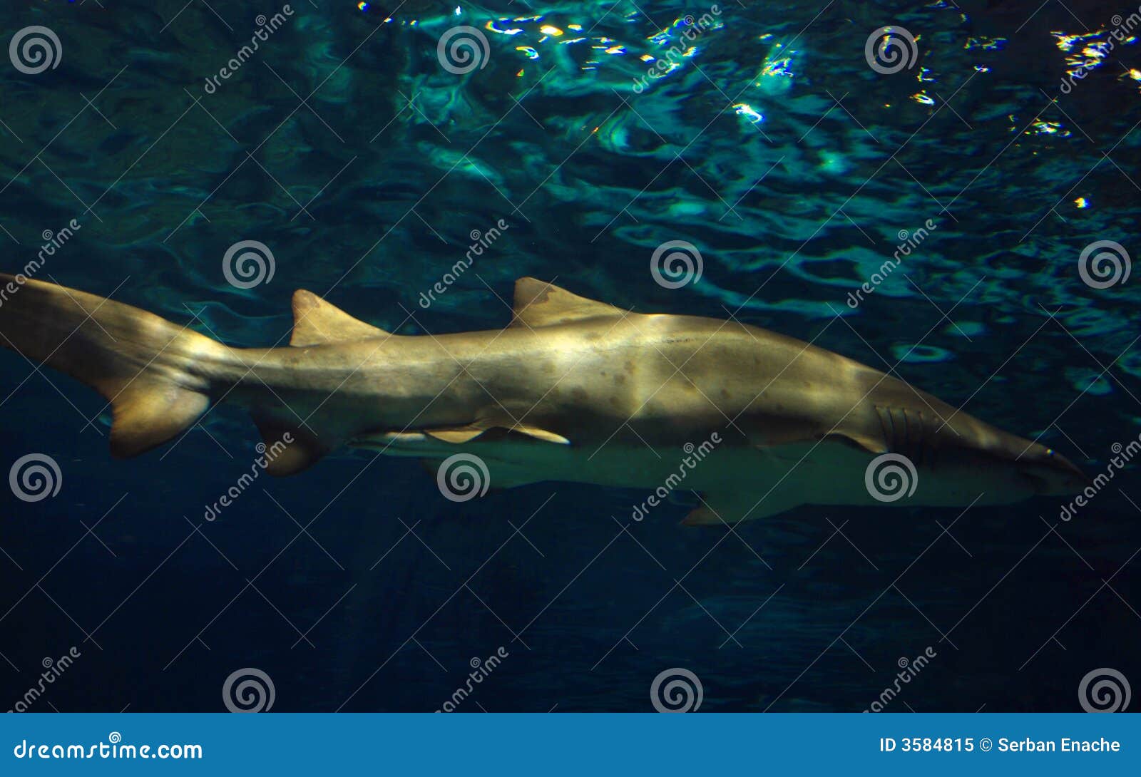 Shark Swimmer Underwater Stock Photos - Free & Royalty-Free Stock ...