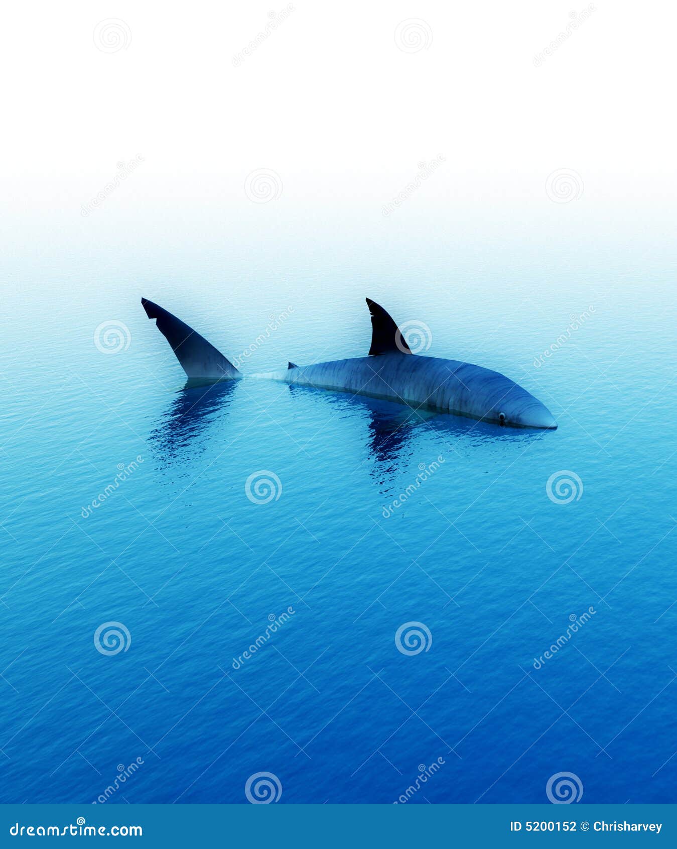 Shark 5 stock photo. Image of outdoors, natural, shark - 5200152
