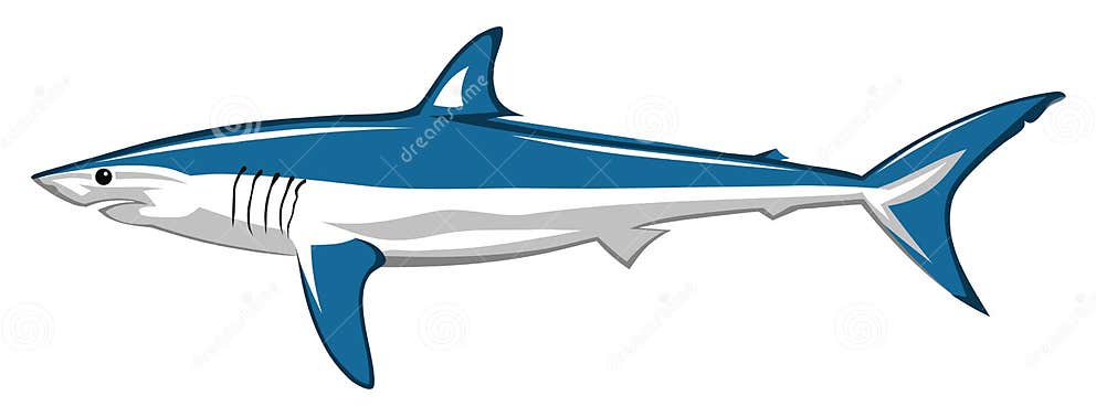 Shark stock vector. Illustration of dangerous, animal - 5491600
