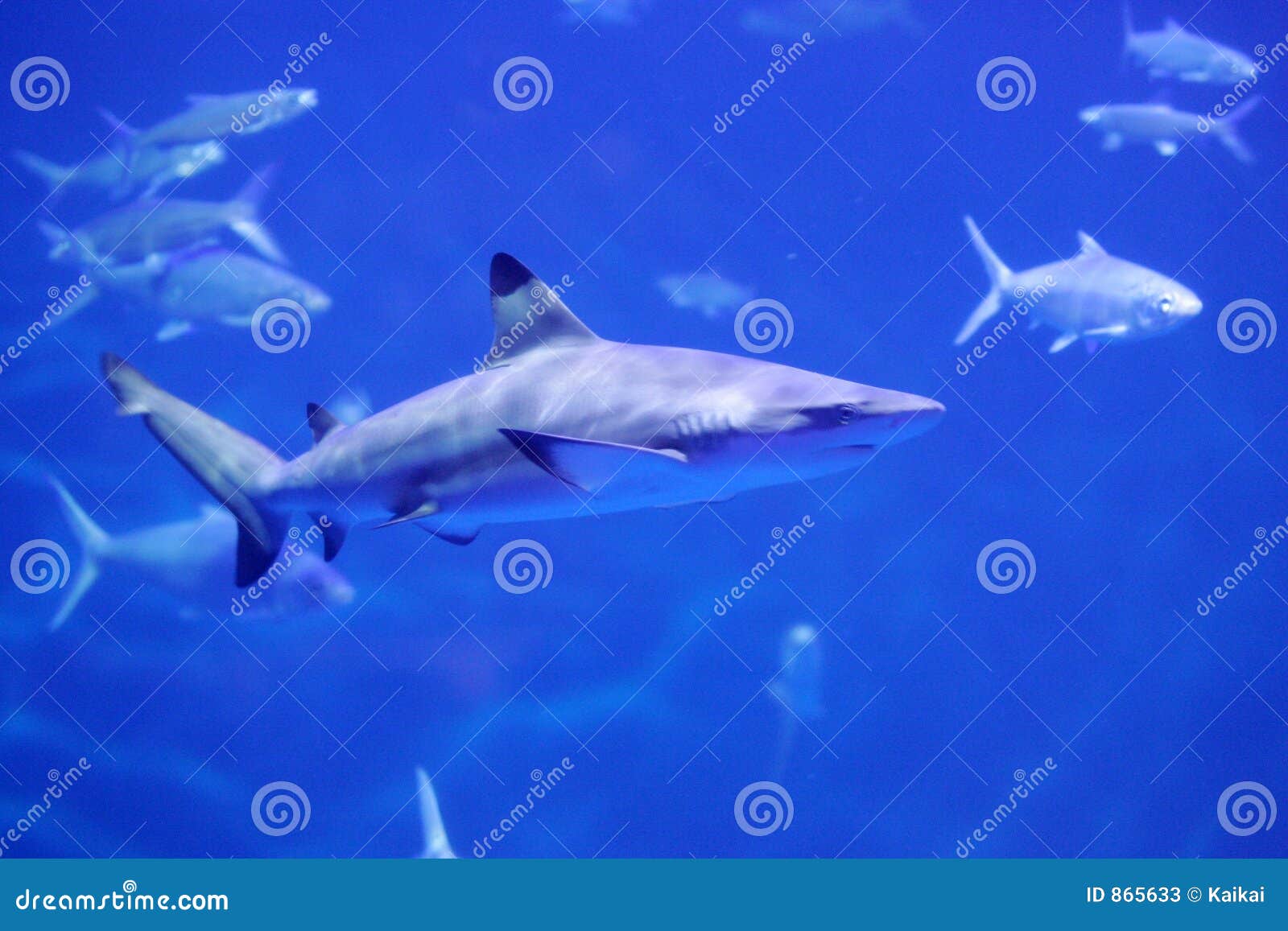 Shark stock image. Image of bottom, fins, coral, fish, blue - 865633