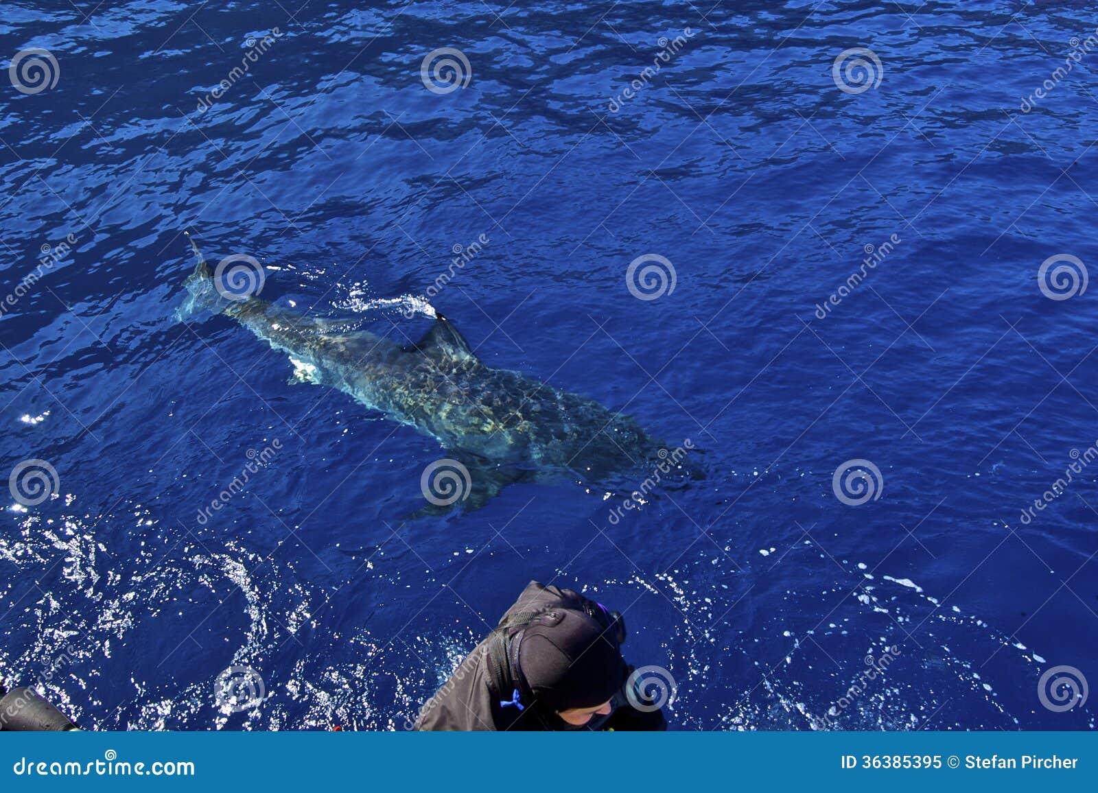 Shark alarm stock image. Image of life, dangerous, mouth - 36385395