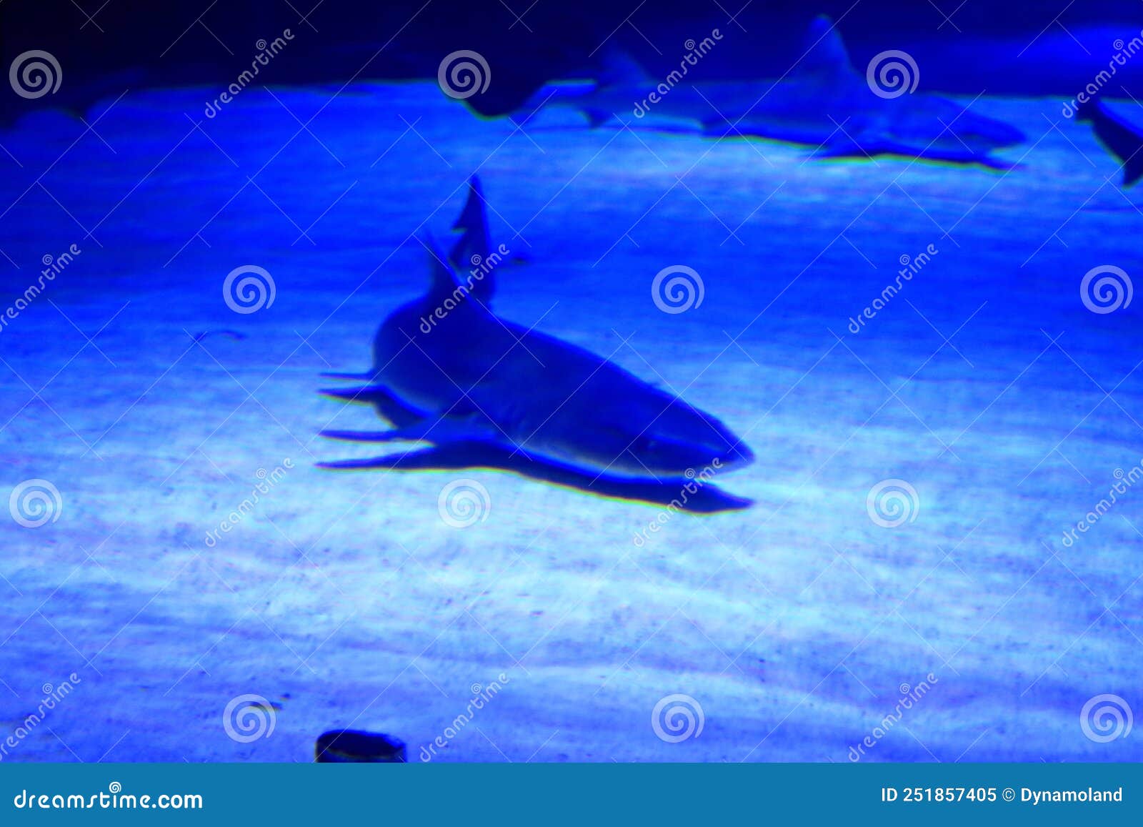 Shark at Antalya Aquarium in Turkey Stock Image - Image of people ...
