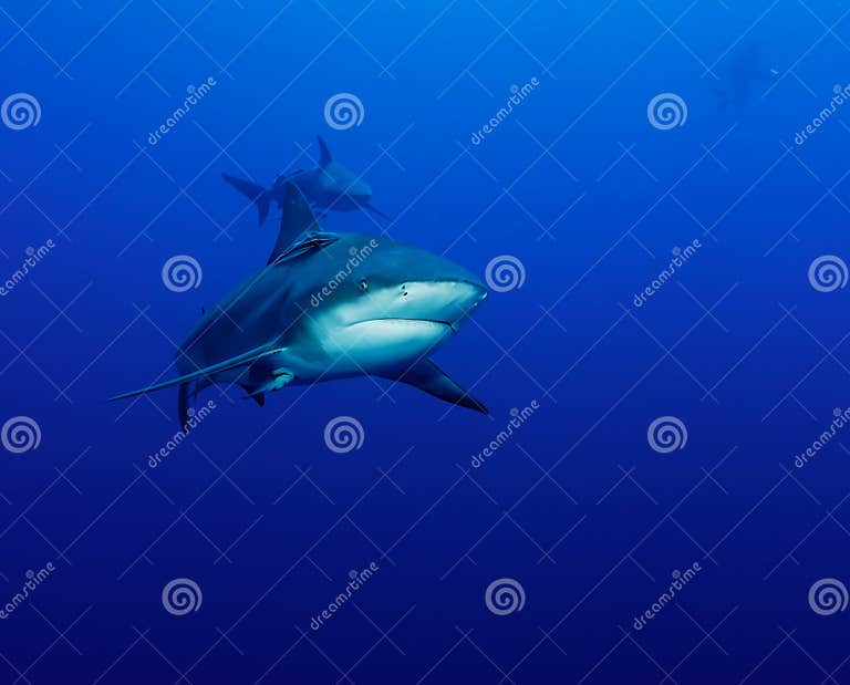 Shark approach stock photo. Image of shots, underwater - 21463192