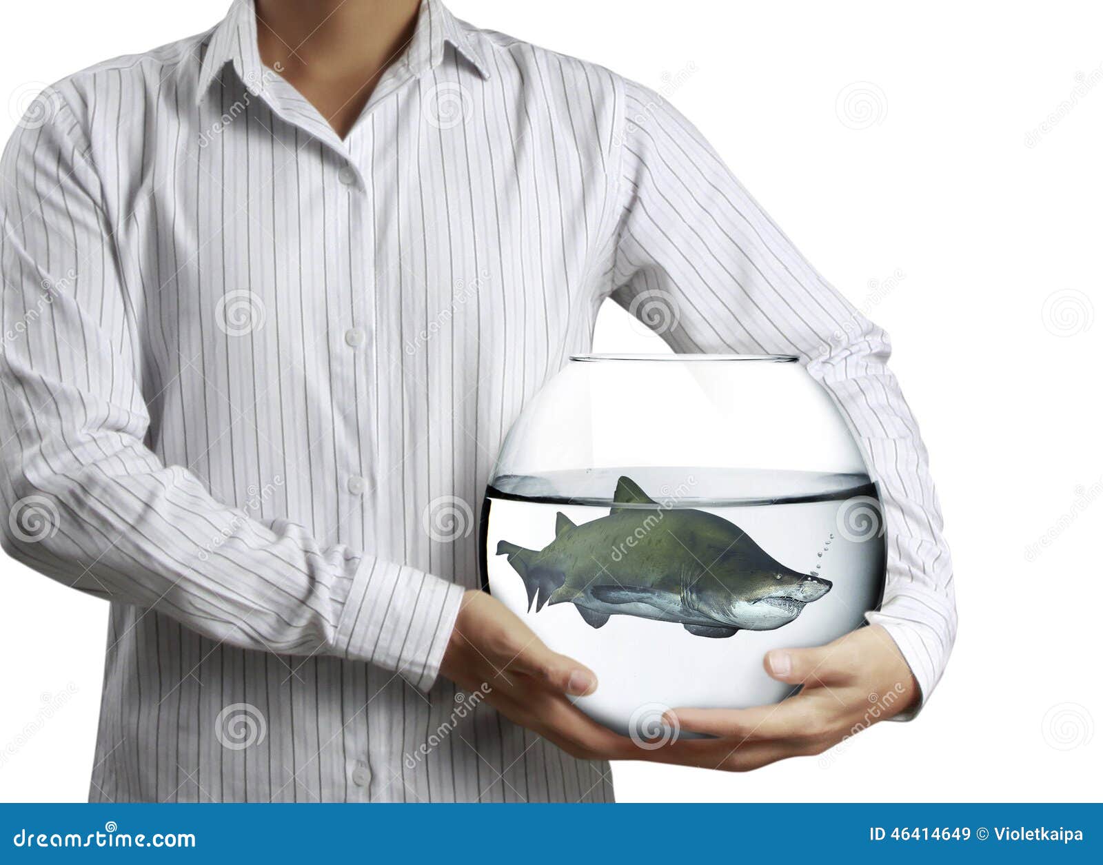 Shark in aquarium hand stock image. Image of goldfish - 46414649