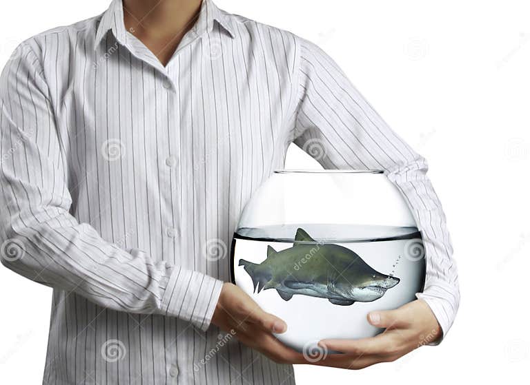Shark in aquarium hand stock image. Image of goldfish - 46414649