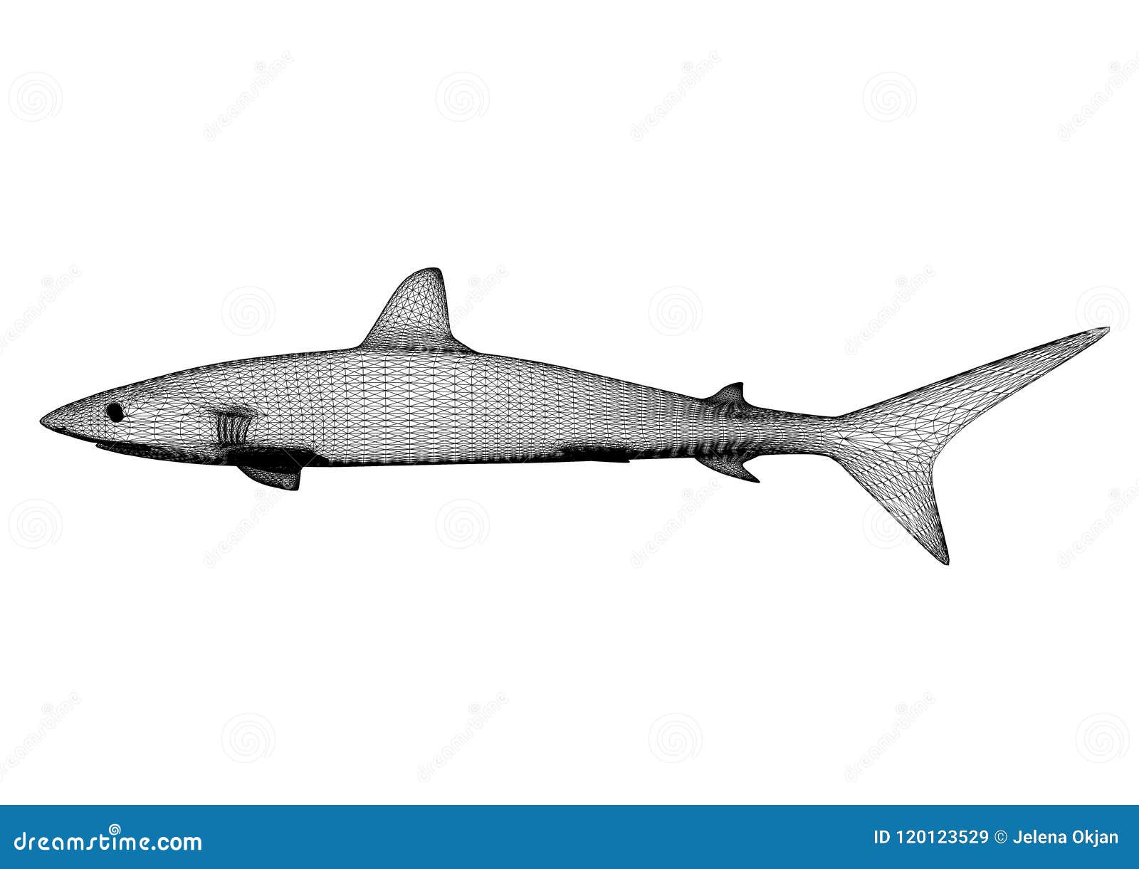 Shark 3d Blueprint Mesh Model On A Blue Background. Front View ...