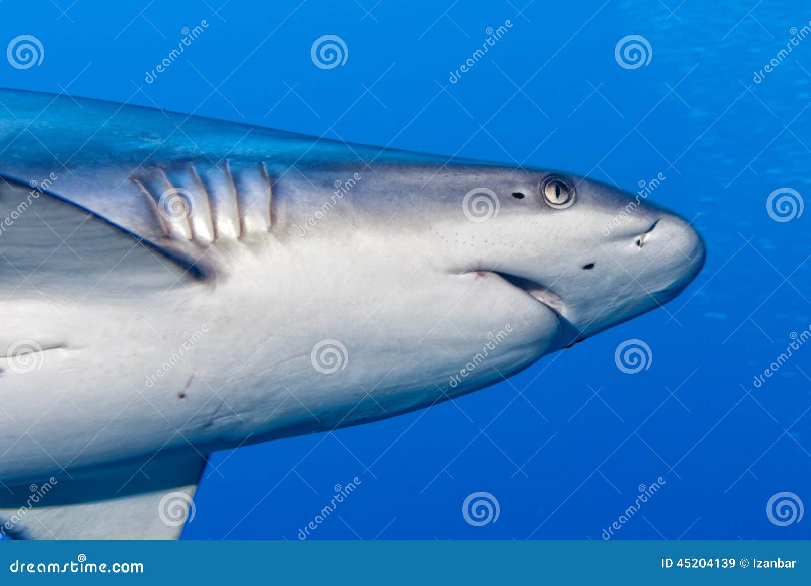 Blue Shark Attack