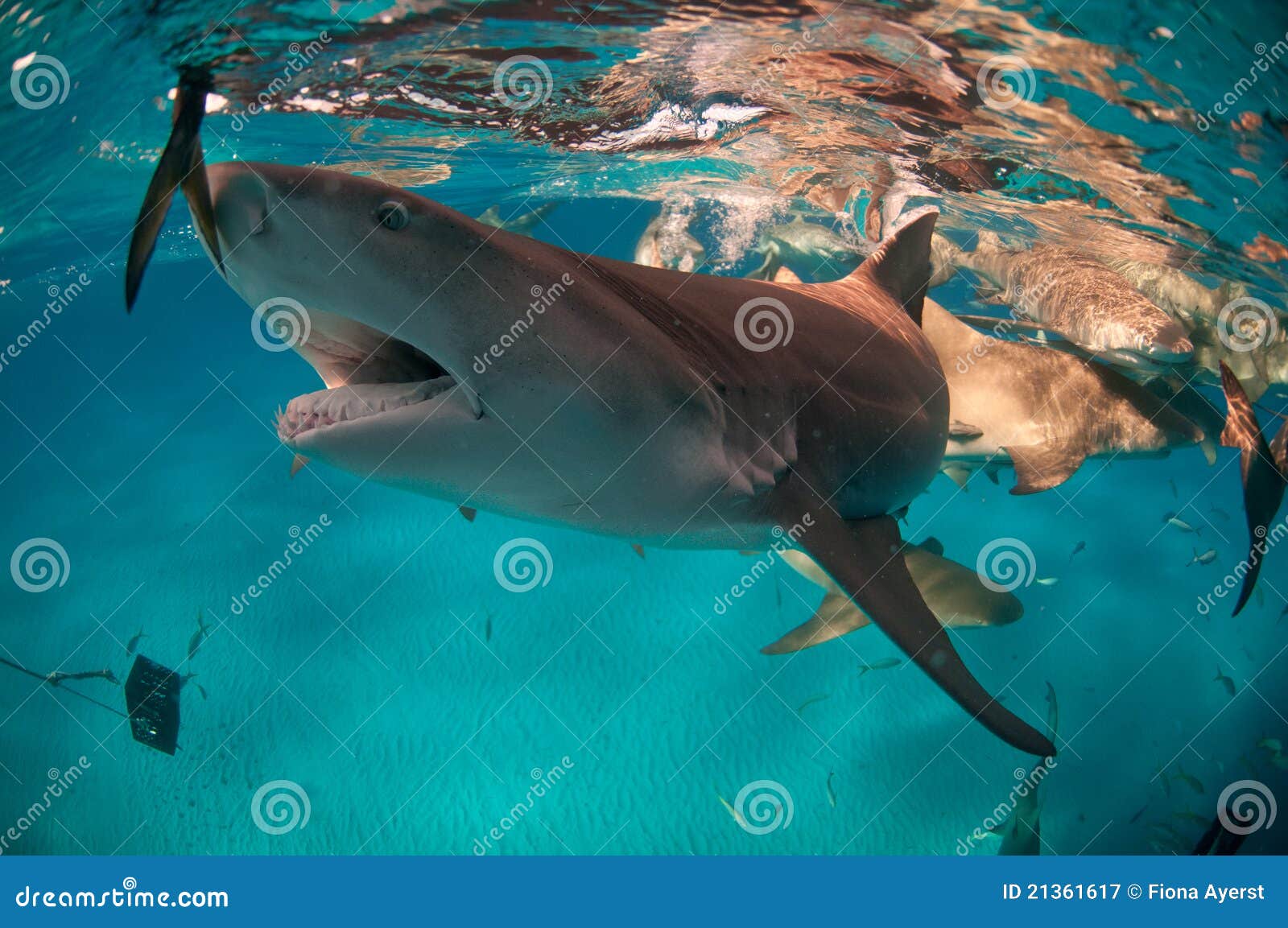 Shark bait stock image. Image of island, predator, clear - 21361617