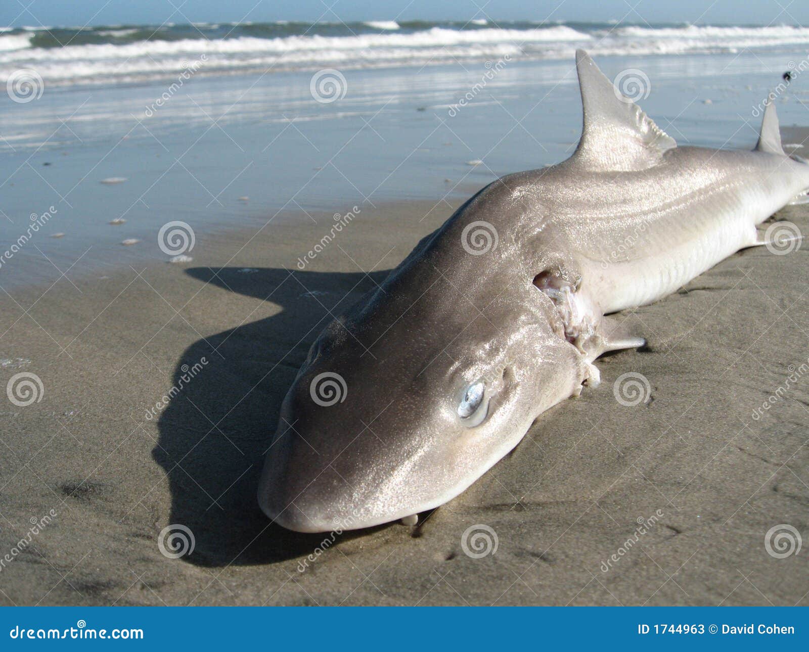 Sand Shark Stock Photo | CartoonDealer.com #36085584