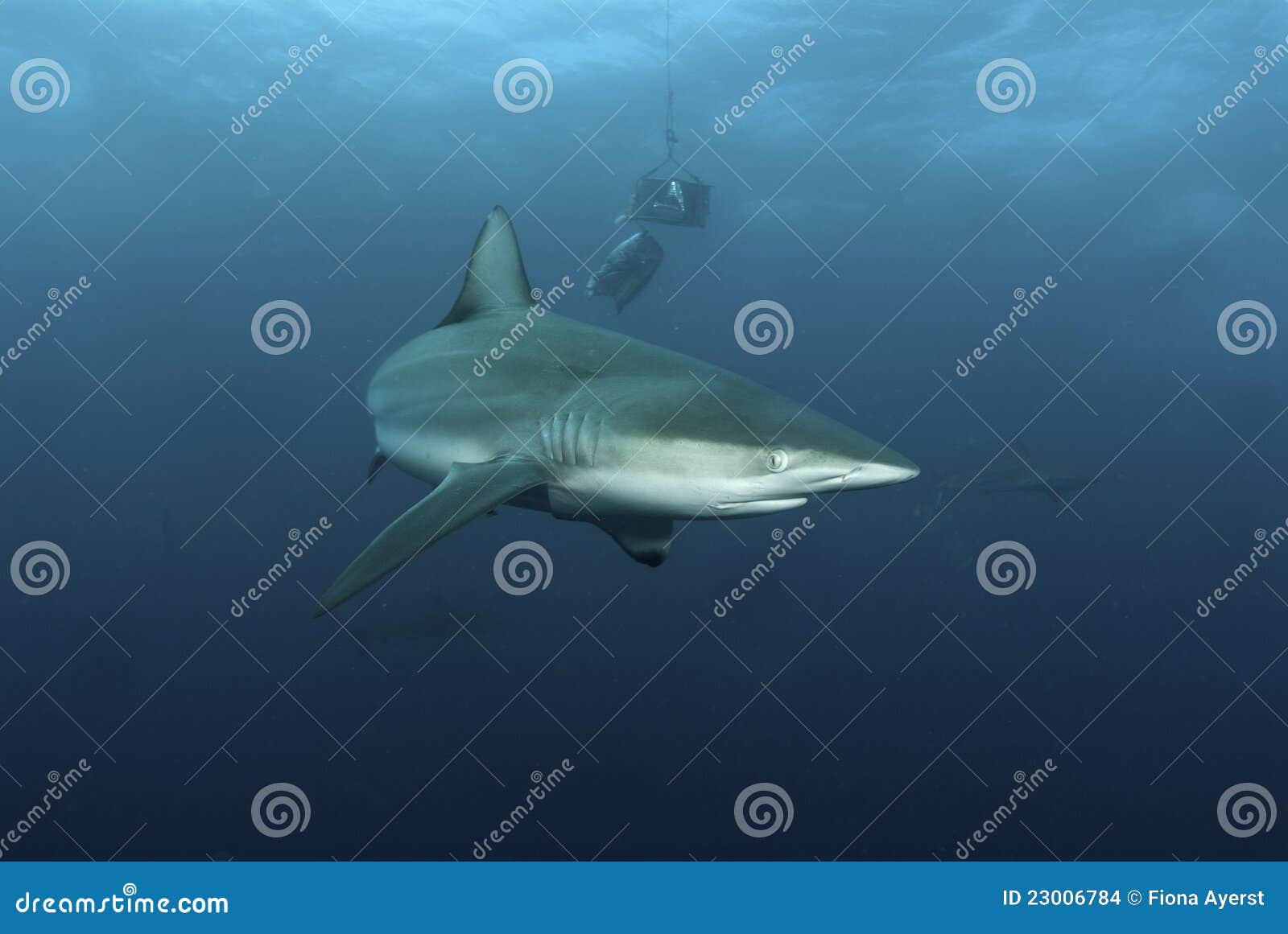 Shark behavior stock photo. Image of sharks, natal, shots - 23006784