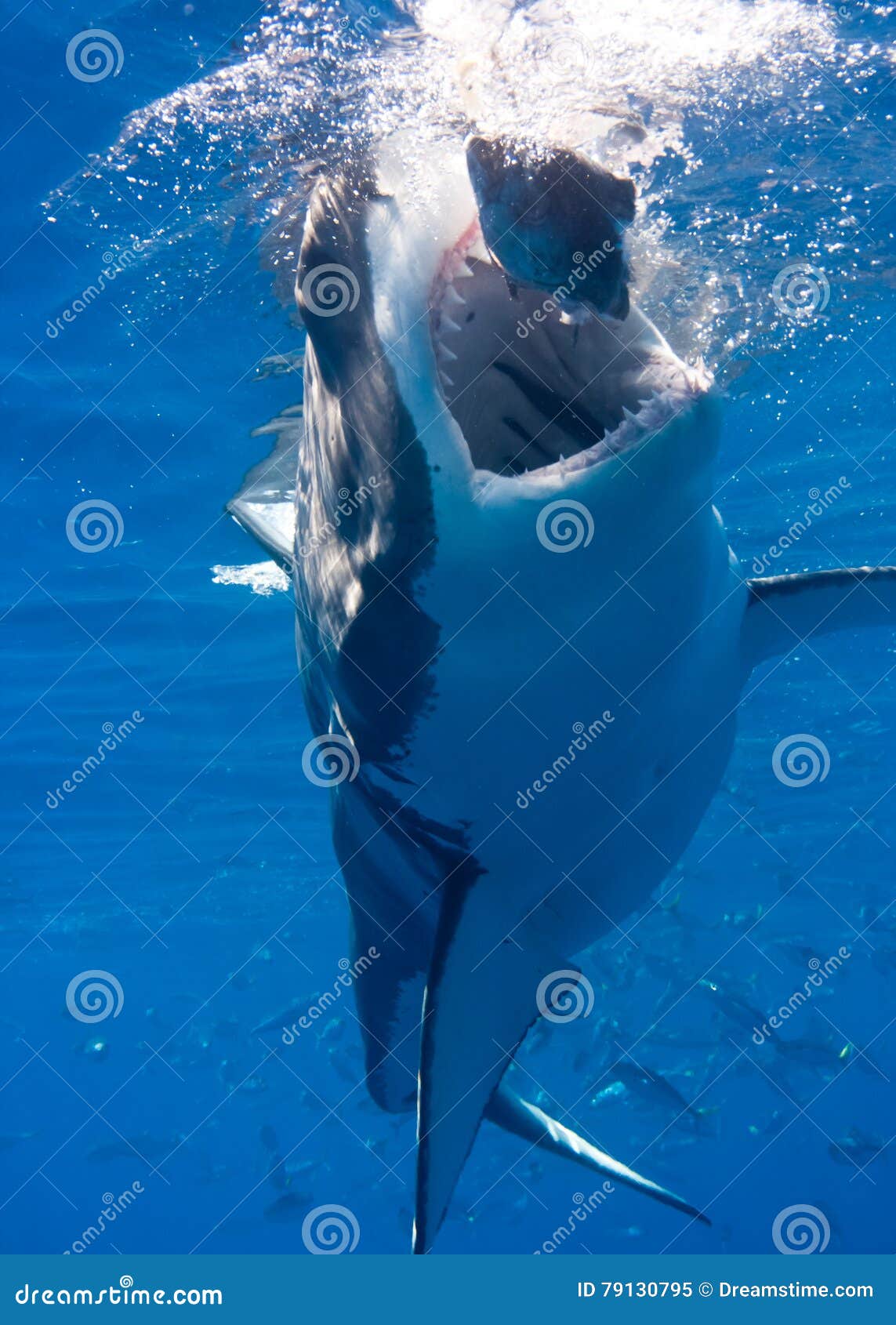 Shark Bite stock image. Image of bite, diving, fish, white - 79130795