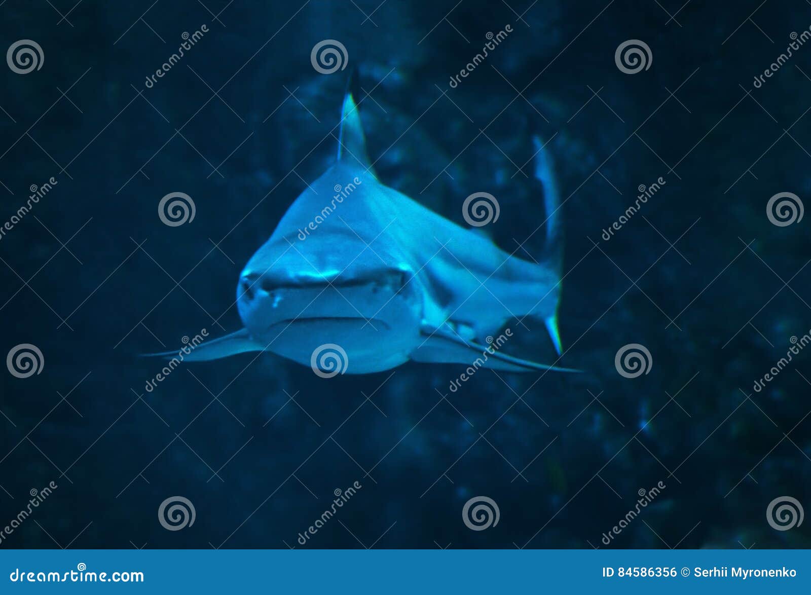 Shark at the Blue Water Close Up Looking at Camera Stock Photo - Image ...