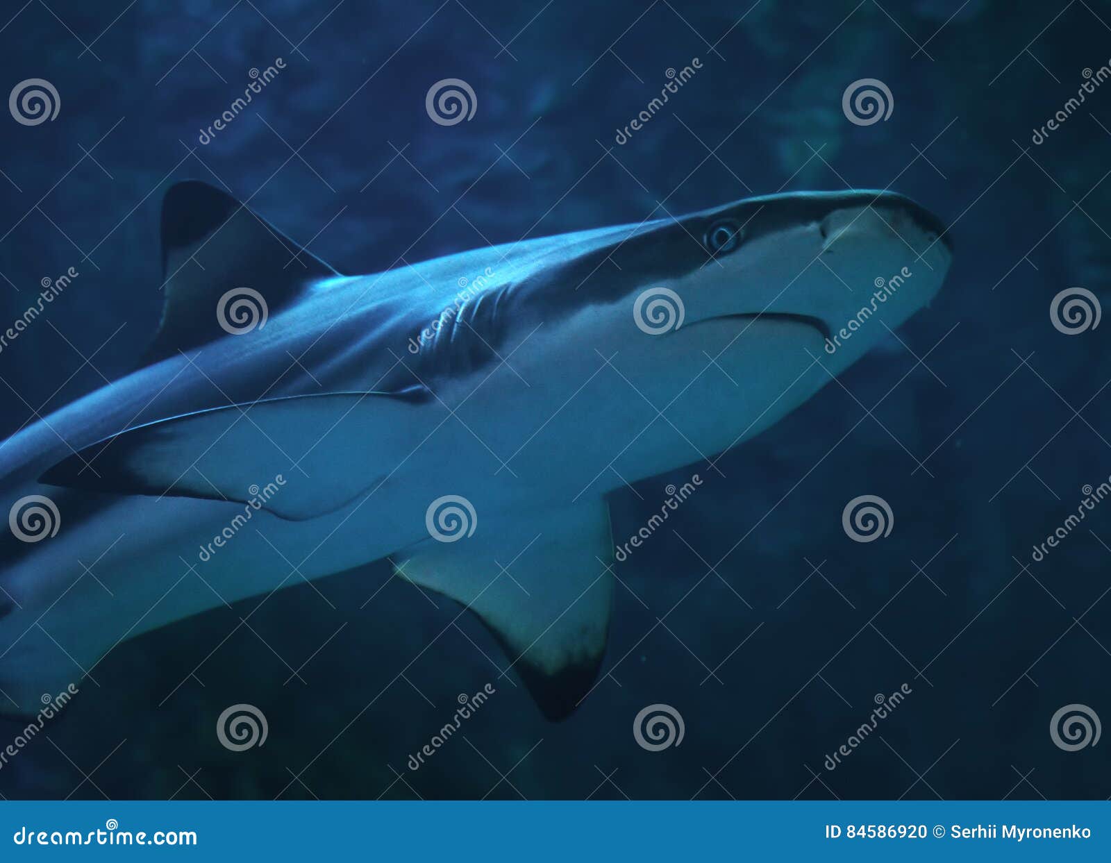 Shark at Blue Water Close Up View from Down Right Side Stock Photo ...