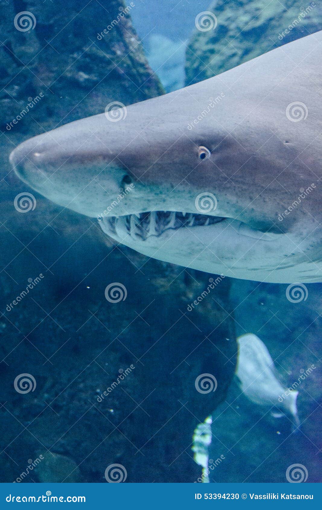 Shark in the blue water stock photo. Image of ocean, otter - 53394230