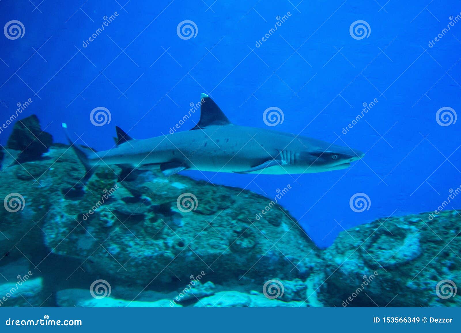 Shark at the Bottom of the Marine Aquarium Stock Image - Image of ...