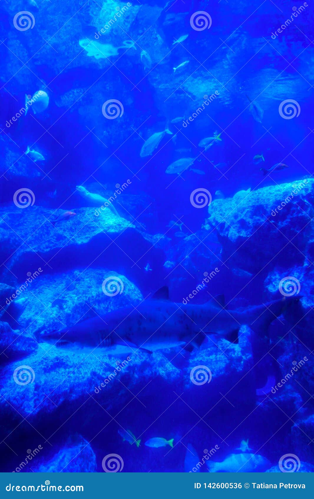 Shark in Bright Blue Water. Underwater World Stock Photo - Image of ...