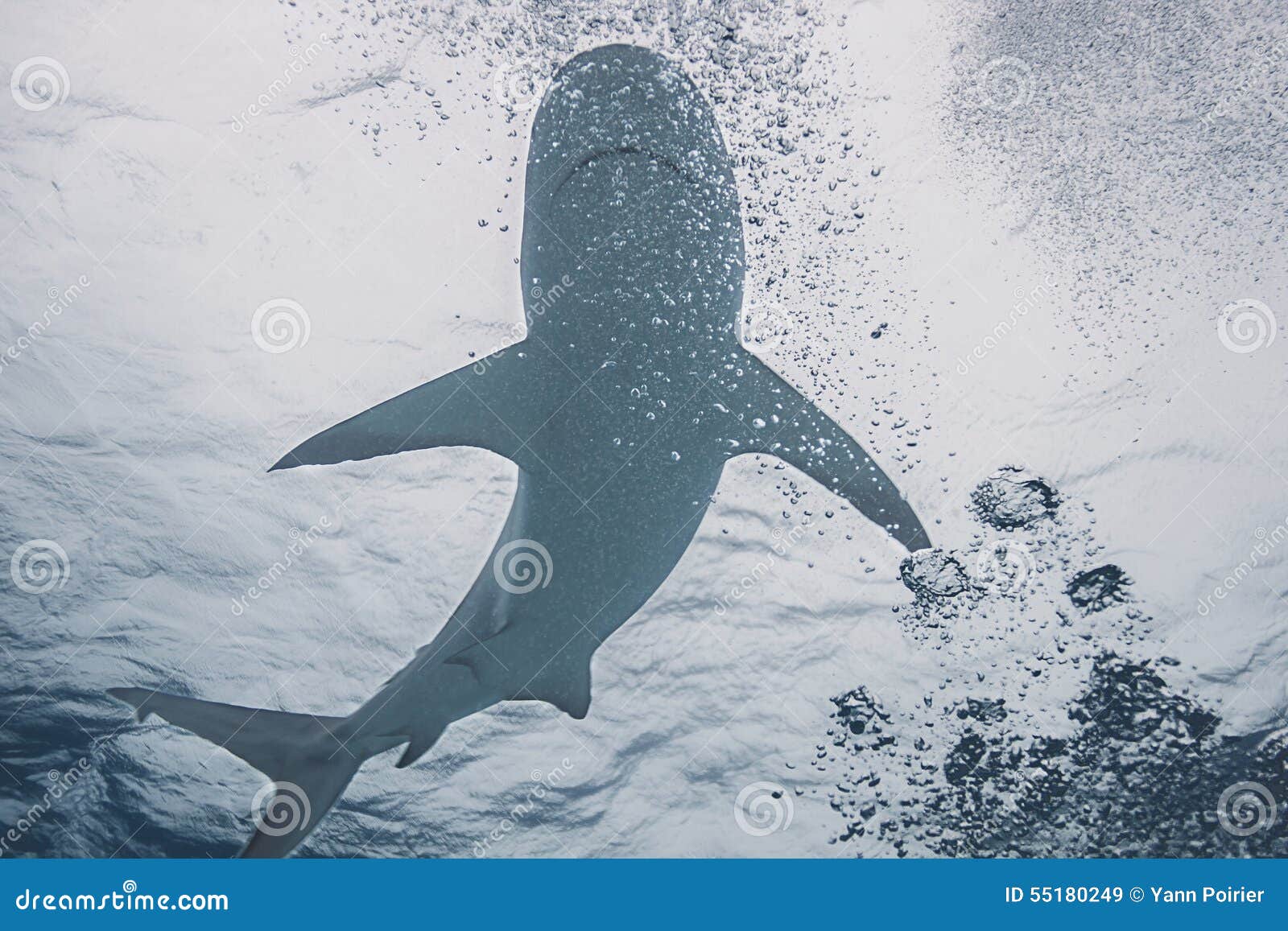 Shark in bubble stock image. Image of diver, bahamas - 55180249