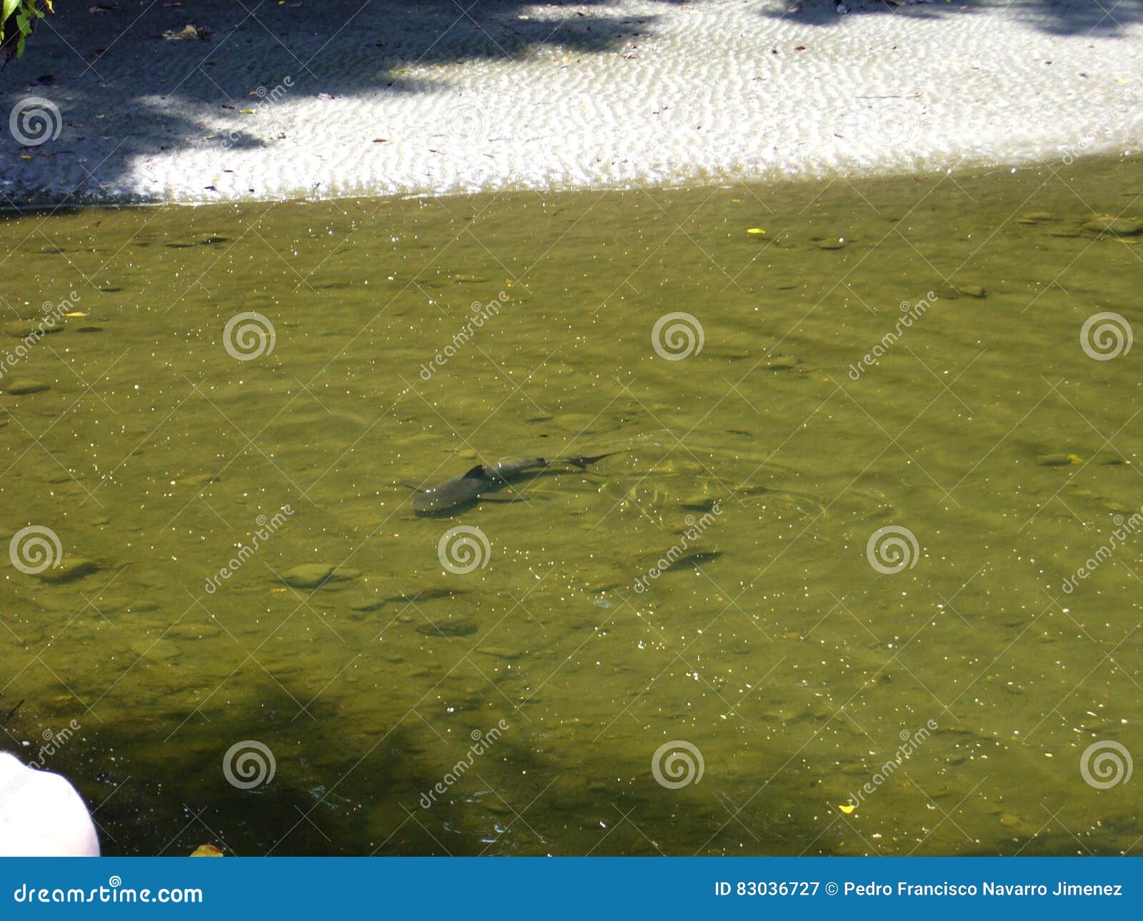 Shark Bull Breeding in the Serene River Stock Image - Image of life ...