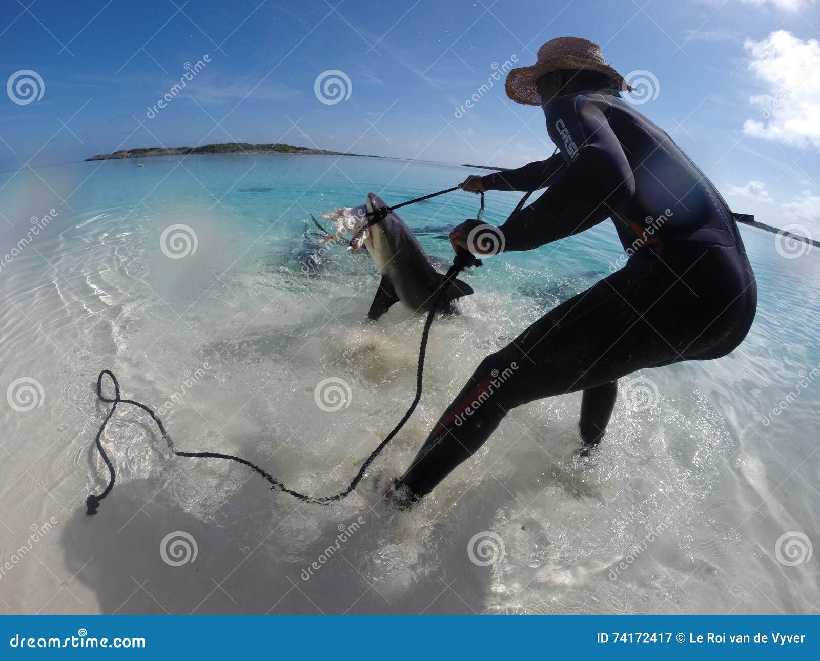 Shark Catching editorial photography. Image of caribean - 74172417