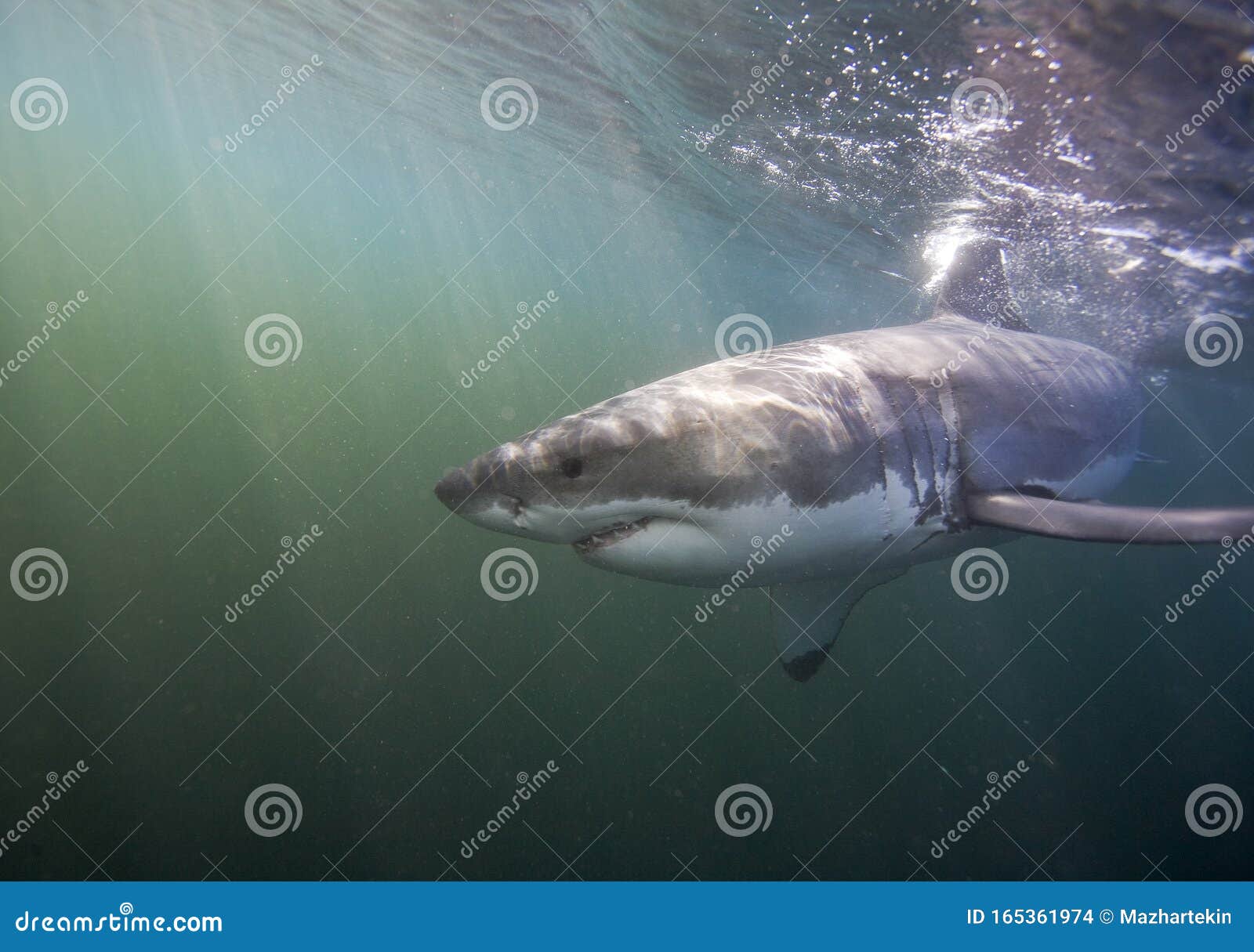 Shark Chasing Prey in the Open Sea in Australia Stock Photo - Image of ...