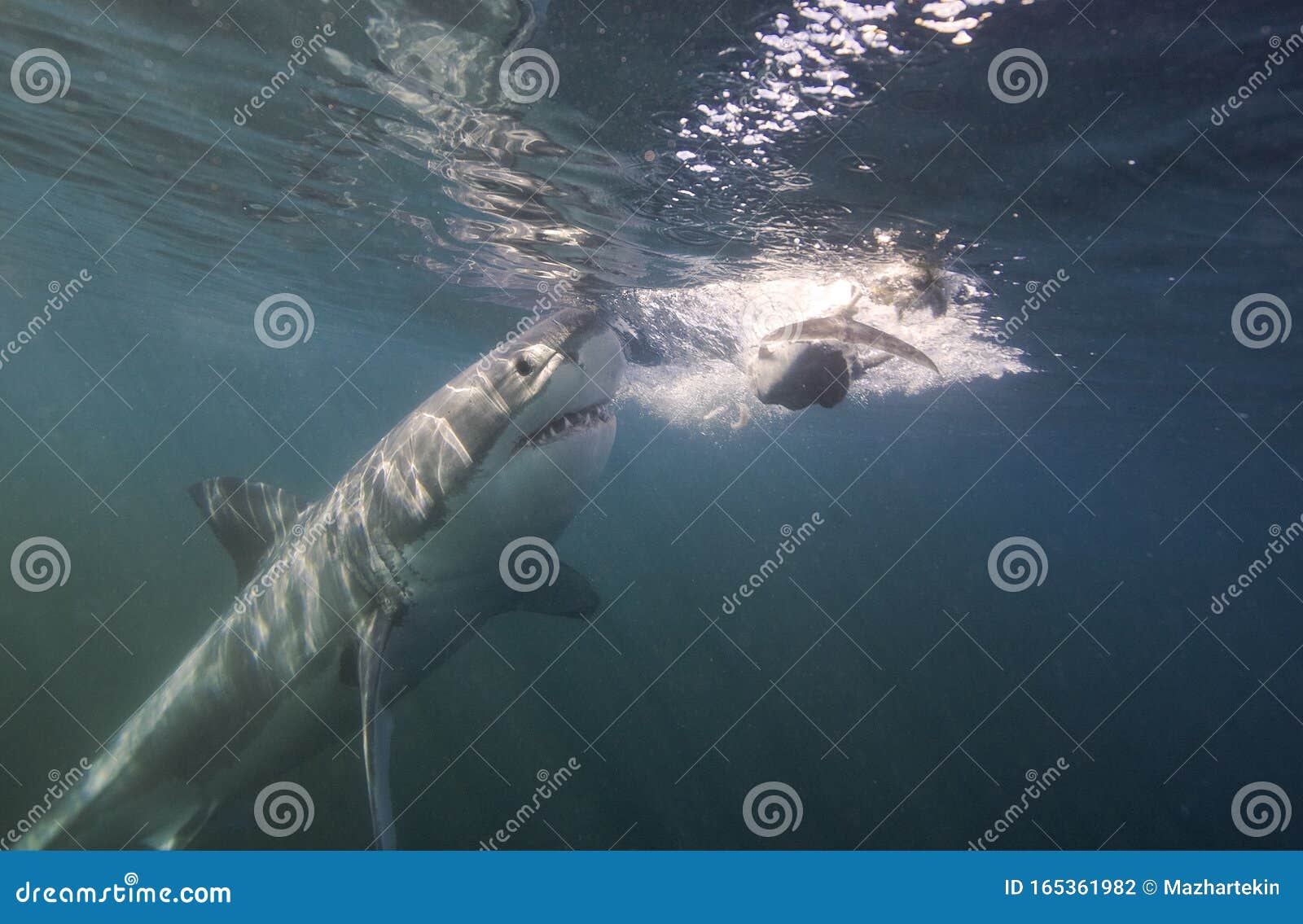 Shark Chasing Prey in the Open Sea in Australia Stock Photo - Image of ...