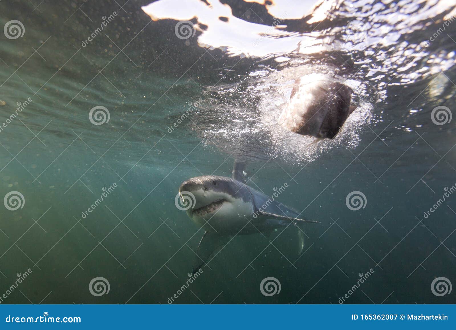 Shark Chasing Prey in the Open Sea in Australia Stock Image - Image of ...