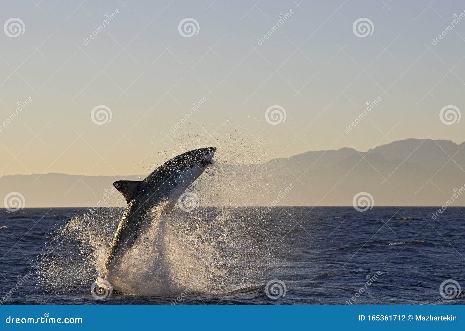 Shark Chasing Prey from the Water Off the High Seas in Australia Stock ...