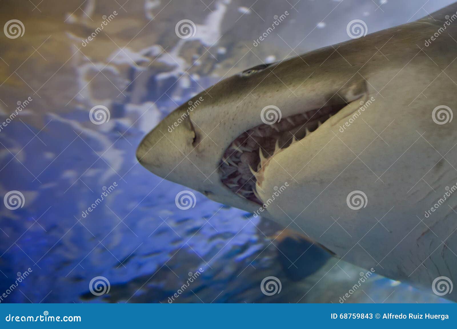 Shark stock image. Image of shark, animal, detail, water - 68759843