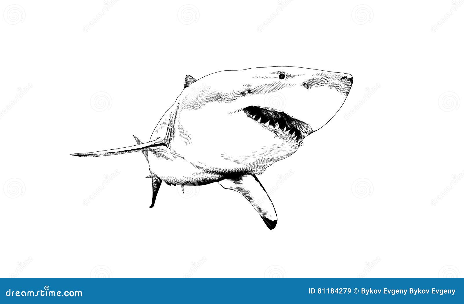 Shark drawn in ink stock vector. Illustration of cogs - 81184279