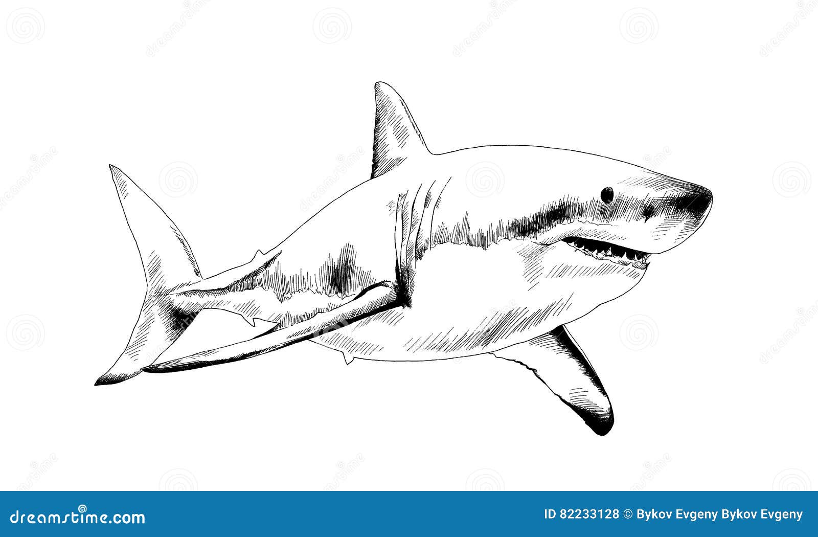 Shark drawn in ink stock vector. Illustration of gill - 82233128