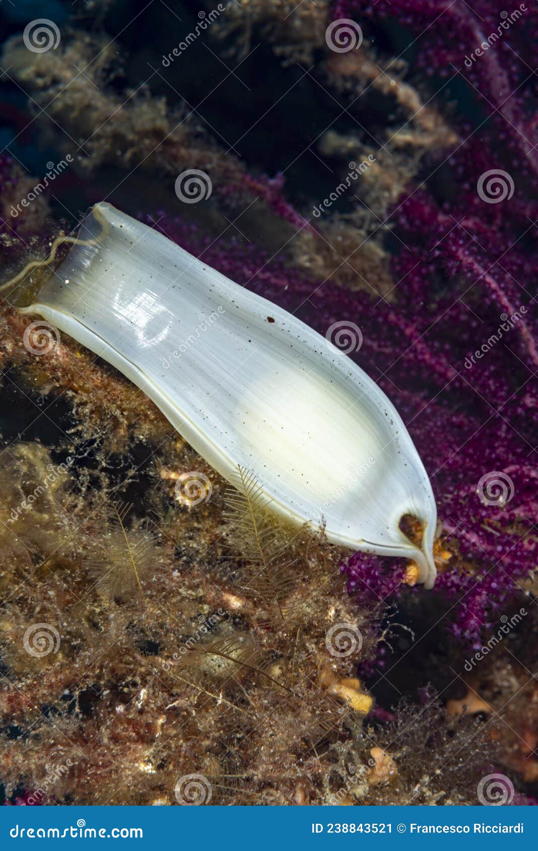 Shark Egg stock image. Image of location, scuba, nature - 238843521